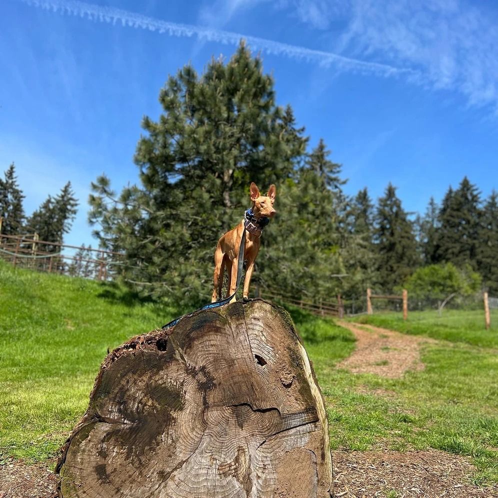 Photo Gallery | Marvin Pierce Dog Teacher LLC