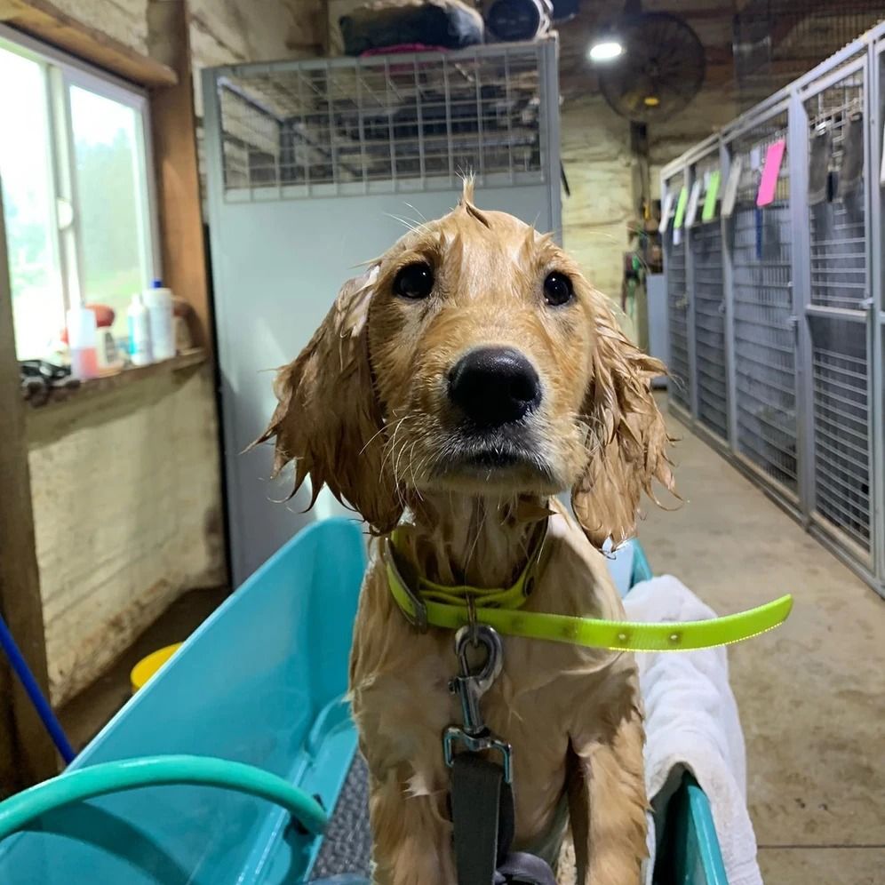 Photo Gallery | Marvin Pierce Dog Teacher LLC