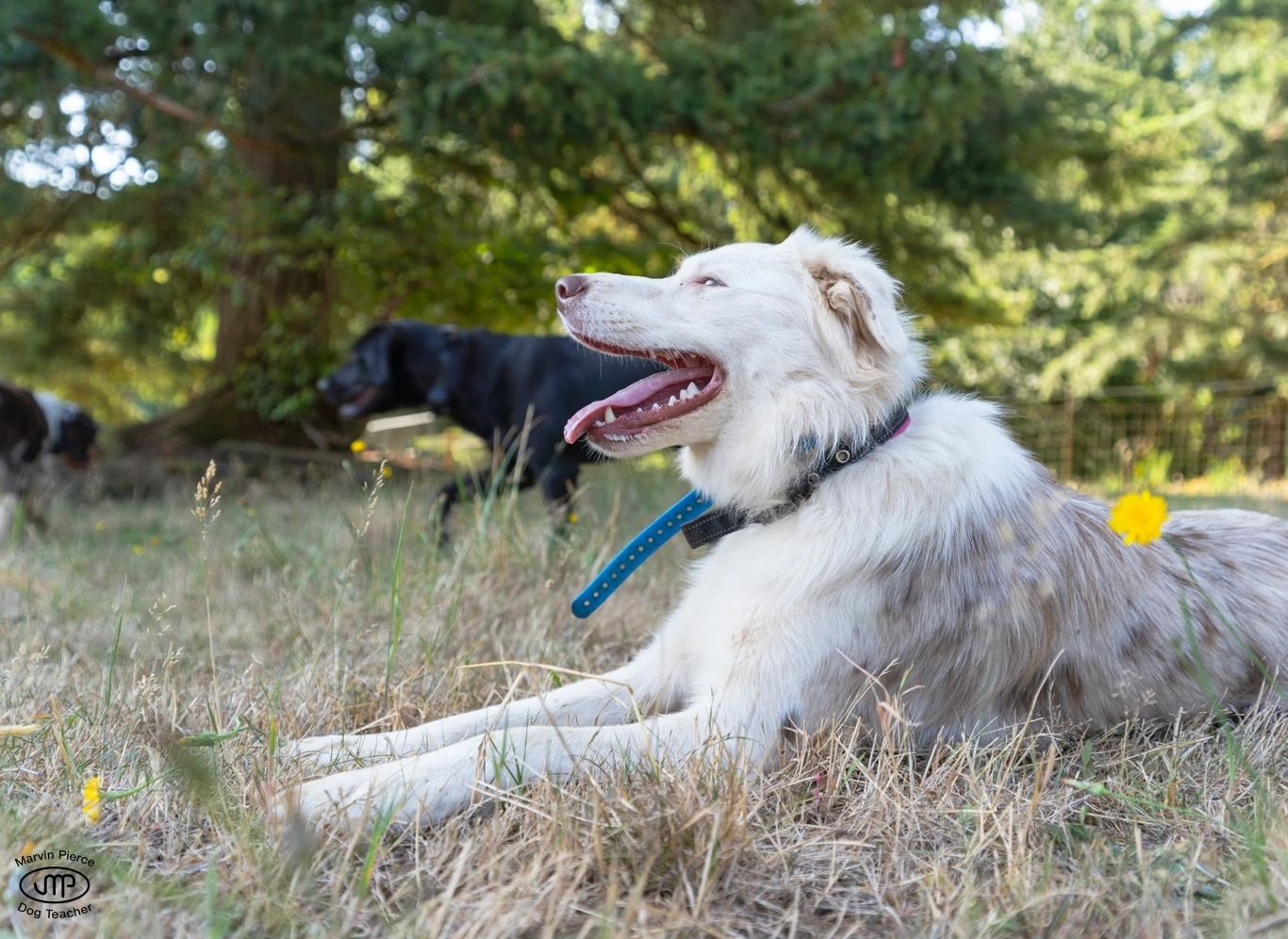 Photo Gallery | Marvin Pierce Dog Teacher LLC