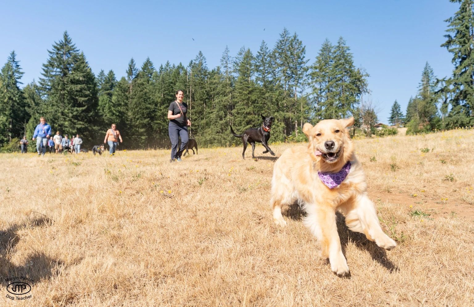 Photo Gallery | Marvin Pierce Dog Teacher LLC