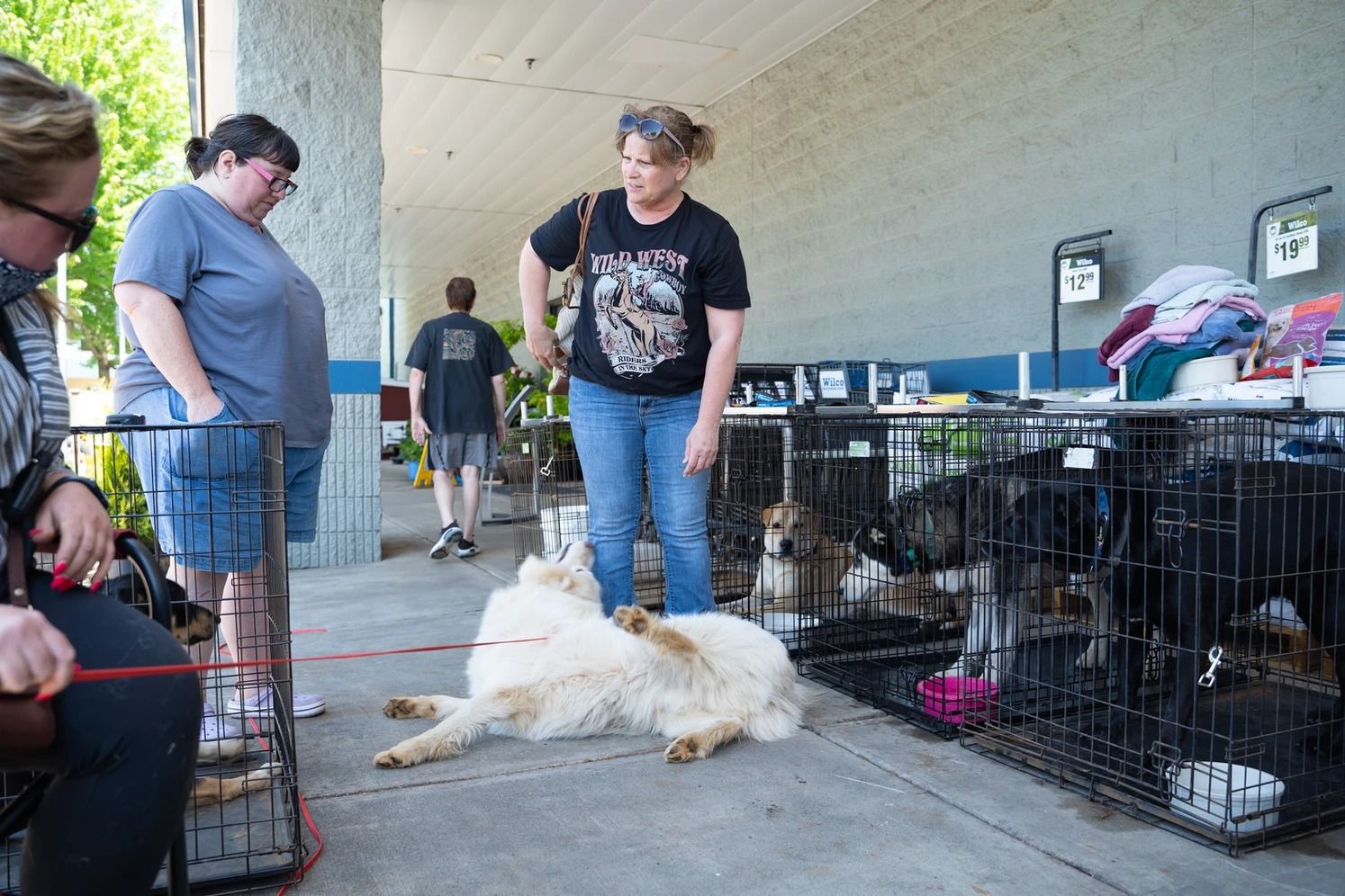 Photo Gallery | Marvin Pierce Dog Teacher LLC