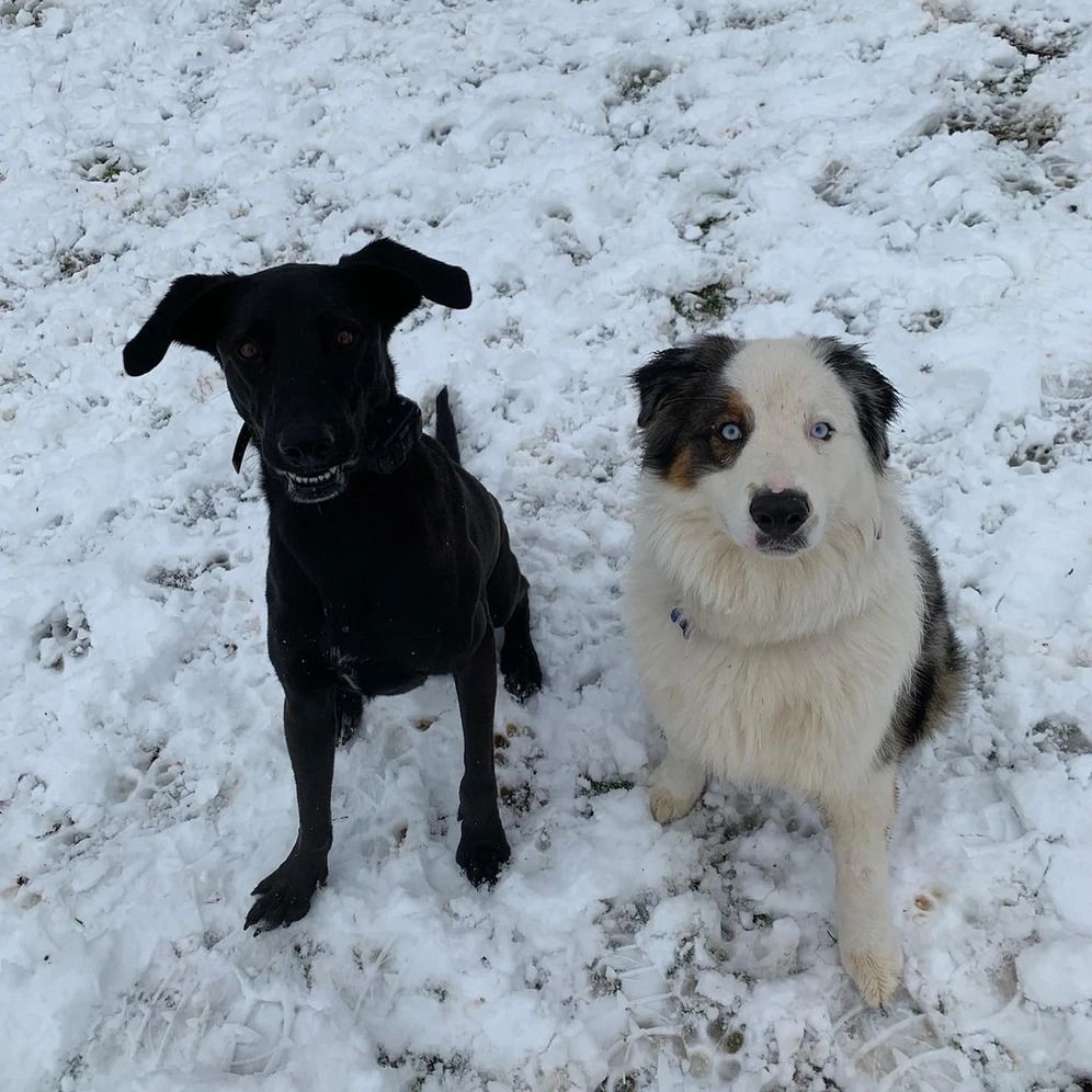 Photo Gallery | Marvin Pierce Dog Teacher LLC