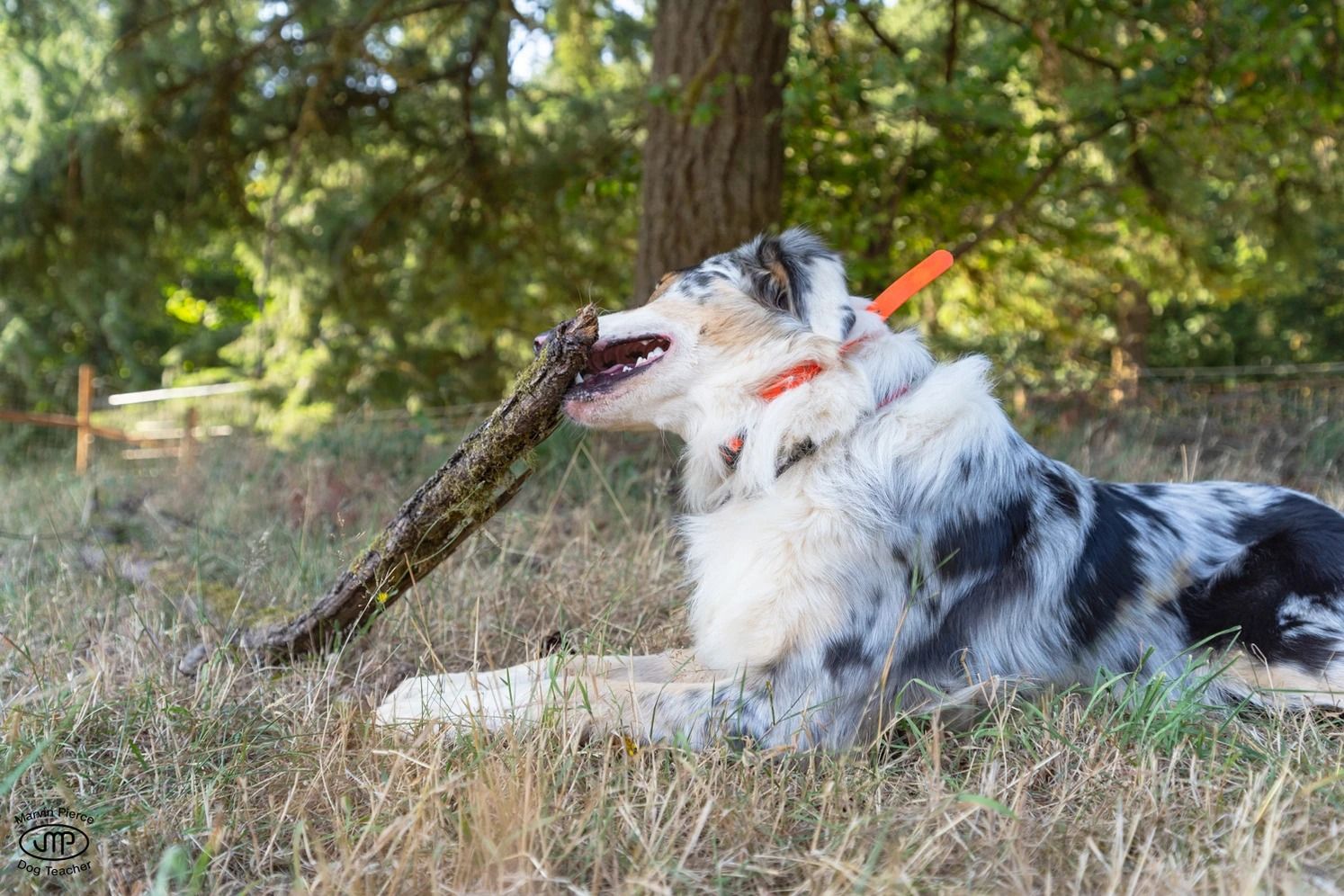 Photo Gallery | Marvin Pierce Dog Teacher LLC
