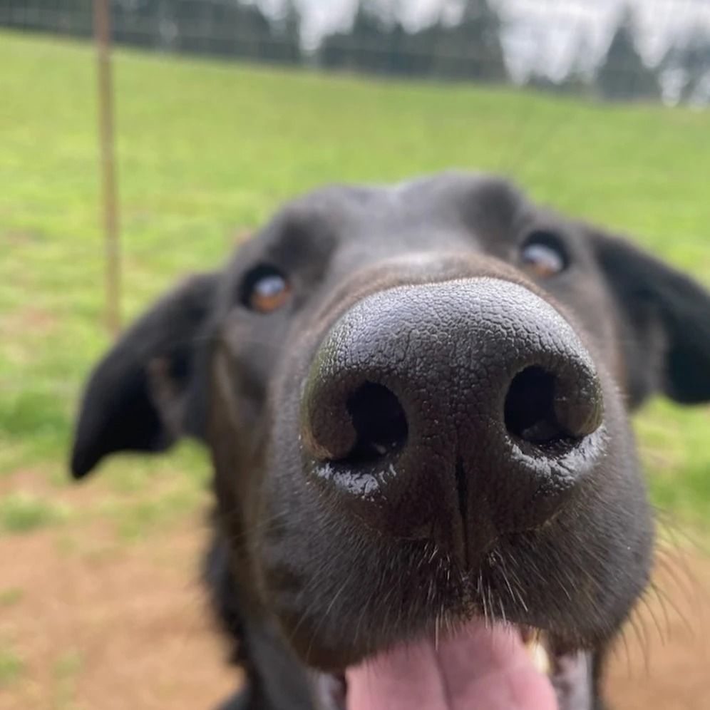 Photo Gallery | Marvin Pierce Dog Teacher LLC