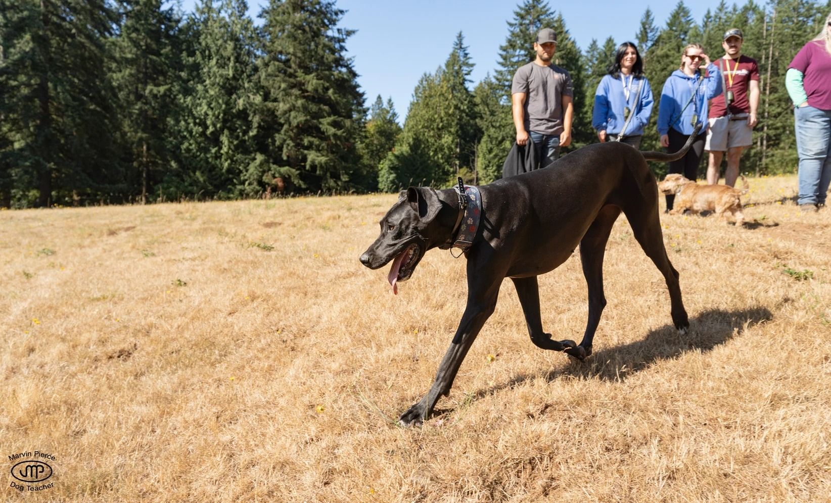Photo Gallery | Marvin Pierce Dog Teacher LLC