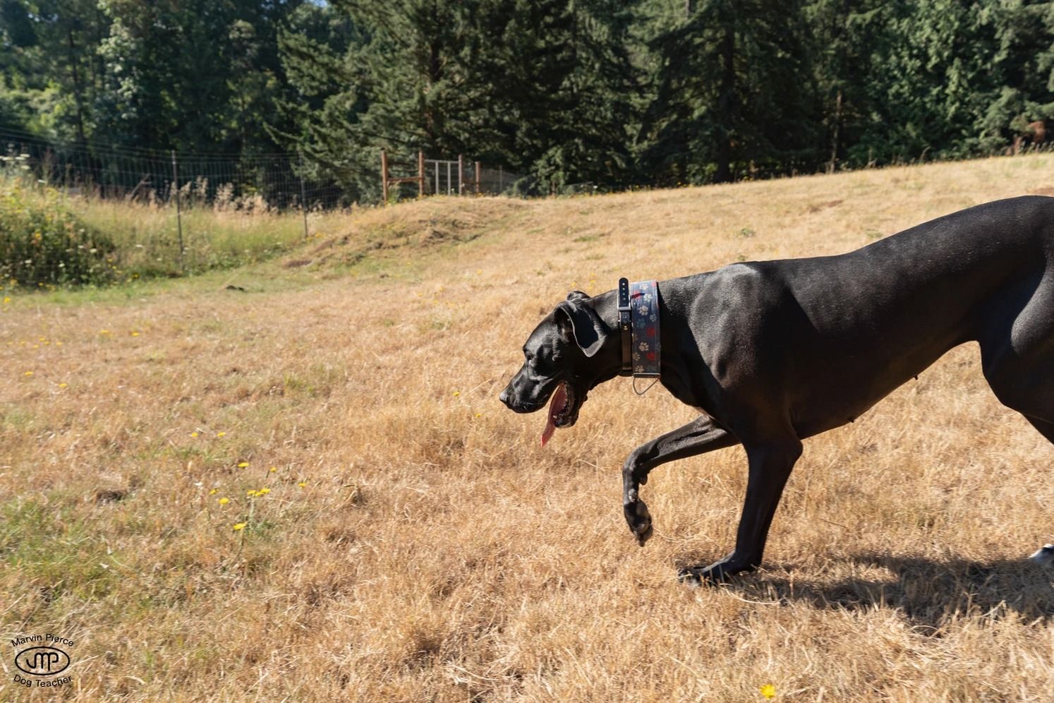 Photo Gallery | Marvin Pierce Dog Teacher LLC