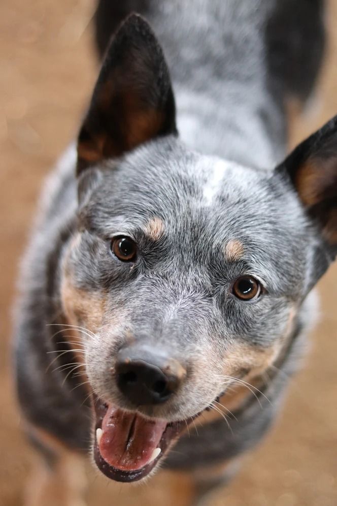 Photo Gallery | Marvin Pierce Dog Teacher LLC