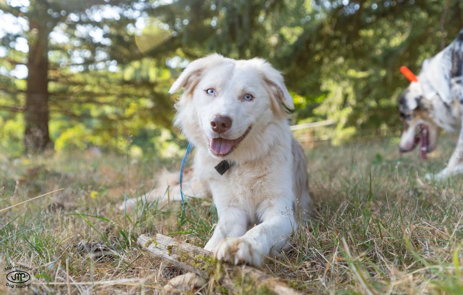 Photo Gallery | Marvin Pierce Dog Teacher LLC