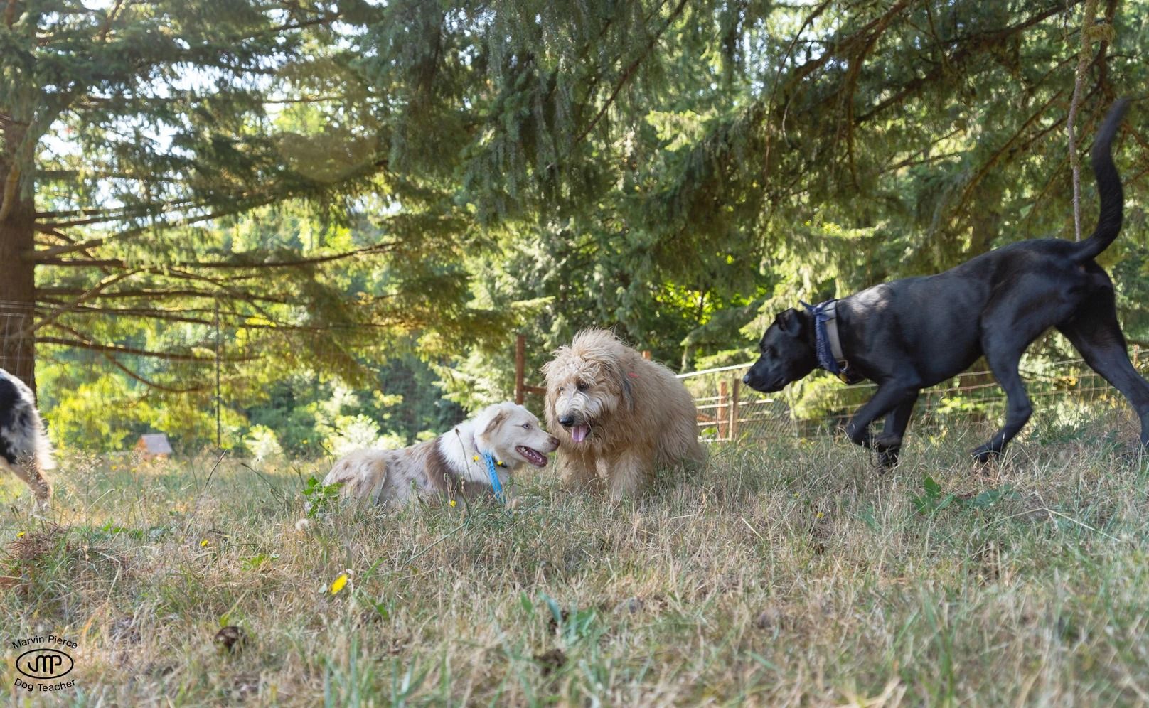 Photo Gallery | Marvin Pierce Dog Teacher LLC