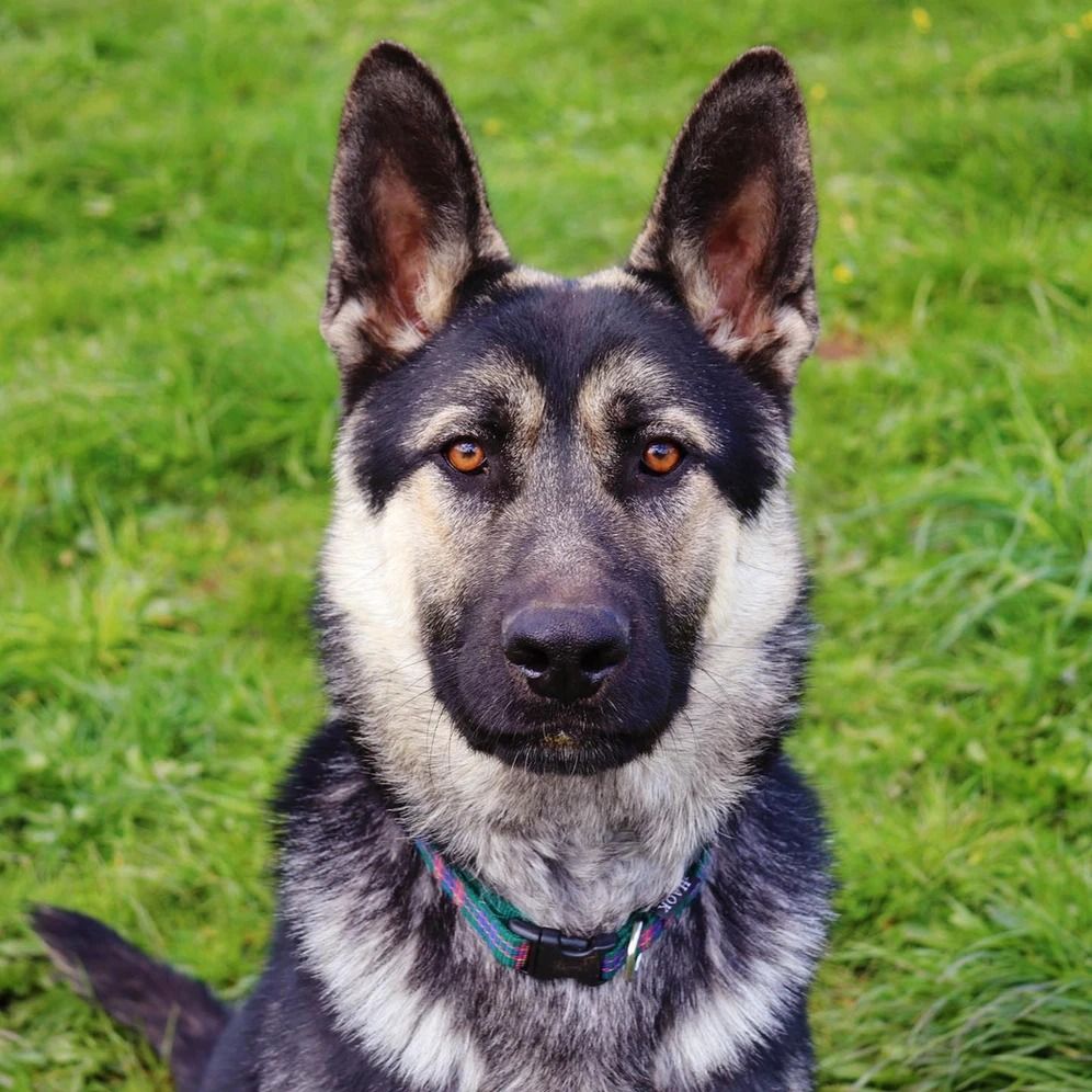 Photo Gallery | Marvin Pierce Dog Teacher LLC