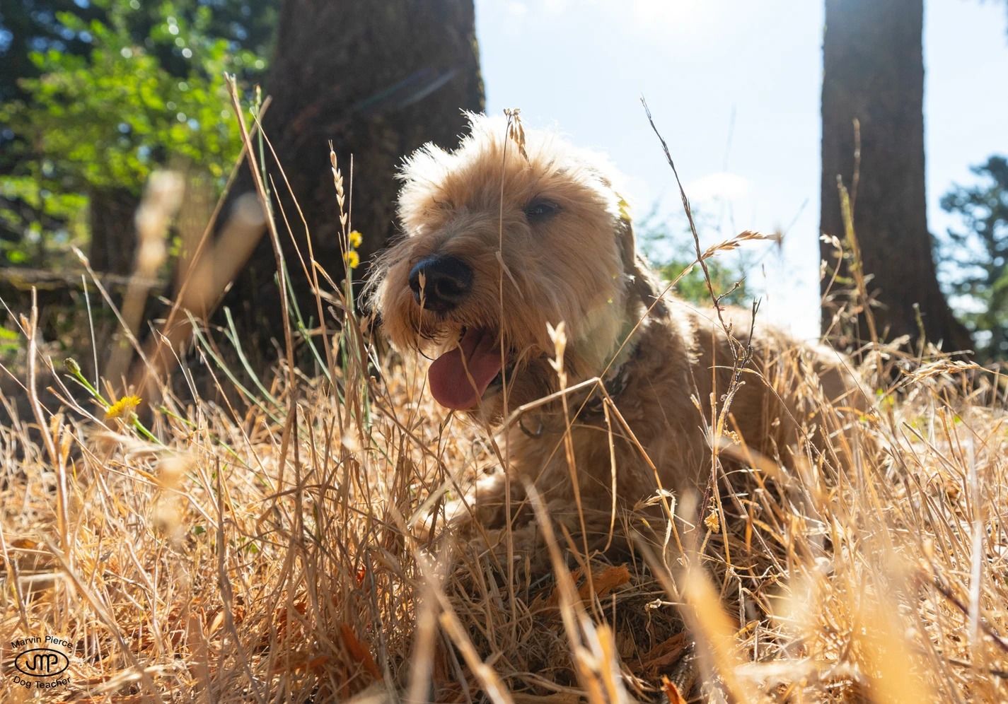 Photo Gallery | Marvin Pierce Dog Teacher LLC