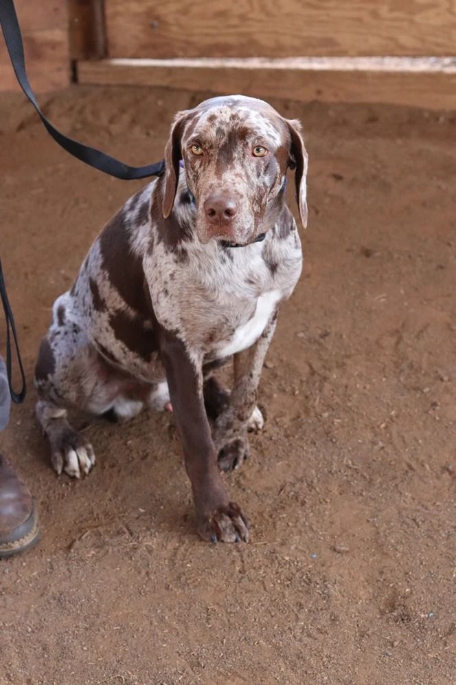 Photo Gallery | Marvin Pierce Dog Teacher LLC