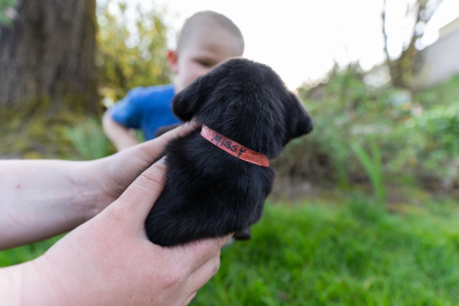 Photo Gallery | Marvin Pierce Dog Teacher LLC