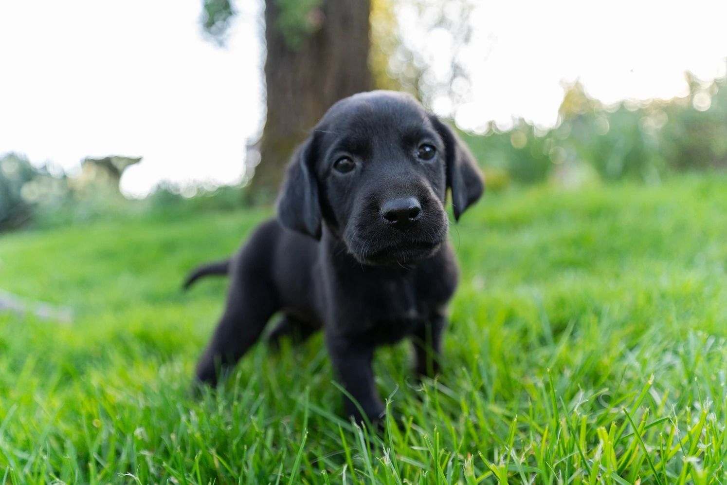 Photo Gallery | Marvin Pierce Dog Teacher LLC