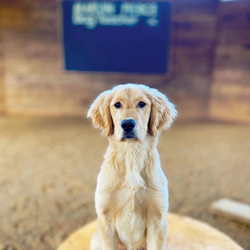 Photo Gallery | Marvin Pierce Dog Teacher LLC