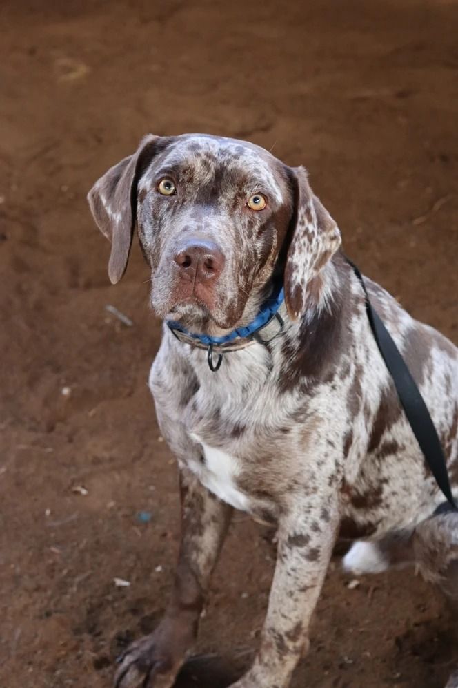 Photo Gallery | Marvin Pierce Dog Teacher LLC