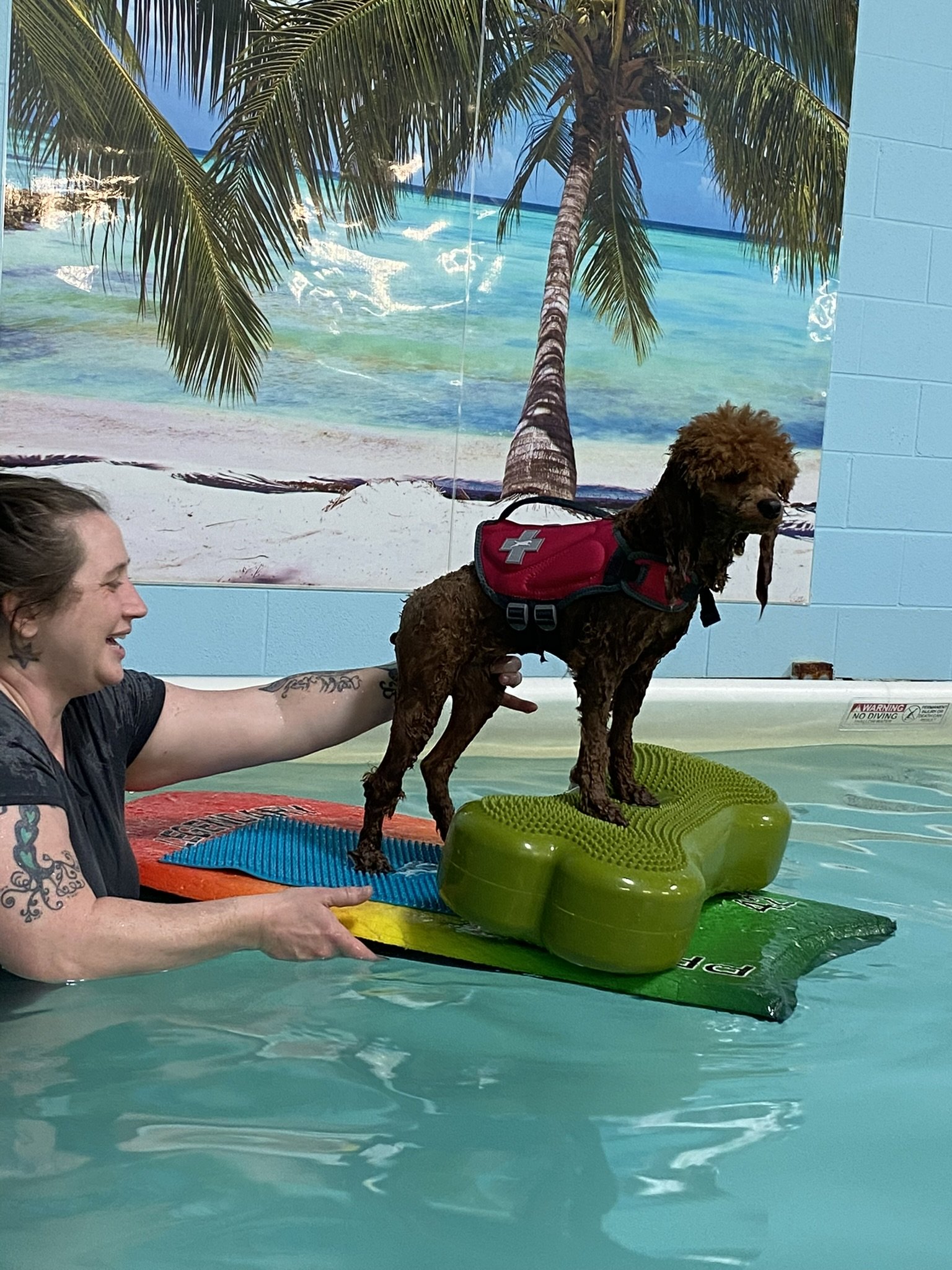 Canine Aqua Rehab | Montgomery, IL