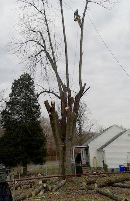 Chris' Tree Care & Property Maintenance Photo Gallery Brookville
