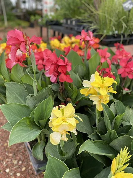 Irrigation | PC's Nursery & Landscaping Inc | Dothan, AL