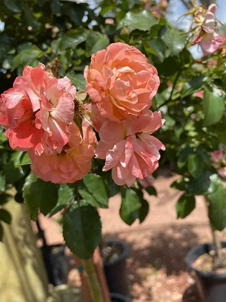 Irrigation | PC's Nursery & Landscaping Inc | Dothan, AL