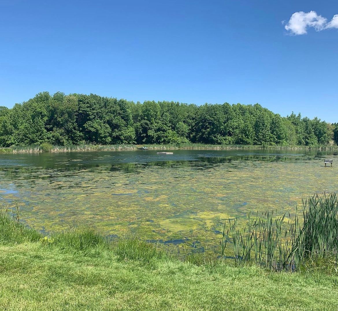 Pond and Lake Management | MD, DE, and VA