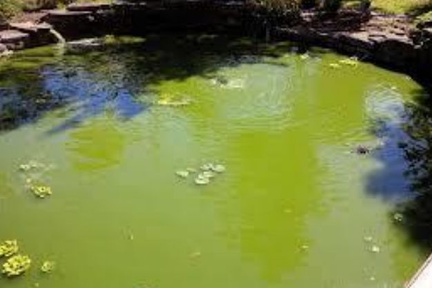 Algae & Plant I.D. Guide LakeSource Aquatic Habitat Management