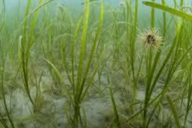 Algae & Plant I.D. Guide LakeSource Aquatic Habitat Management