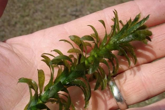 Algae & Plant I.D. Guide LakeSource Aquatic Habitat Management