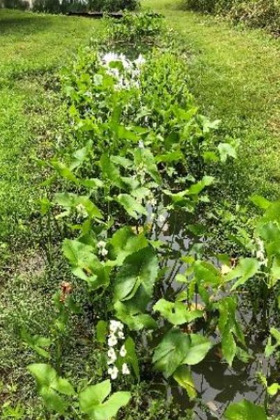 Algae & Plant I.D. Guide LakeSource Aquatic Habitat Management