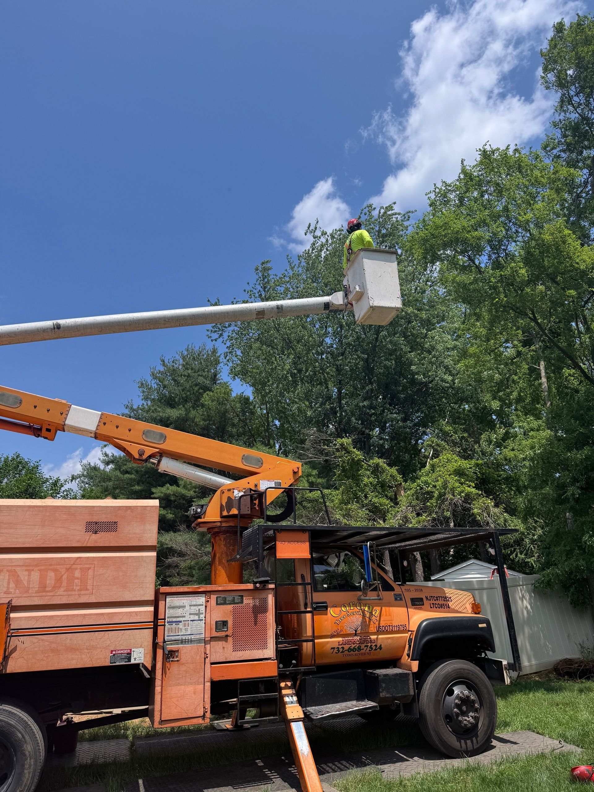Tree Service Toms River | Tree Removal Howell | Corona Tree Service