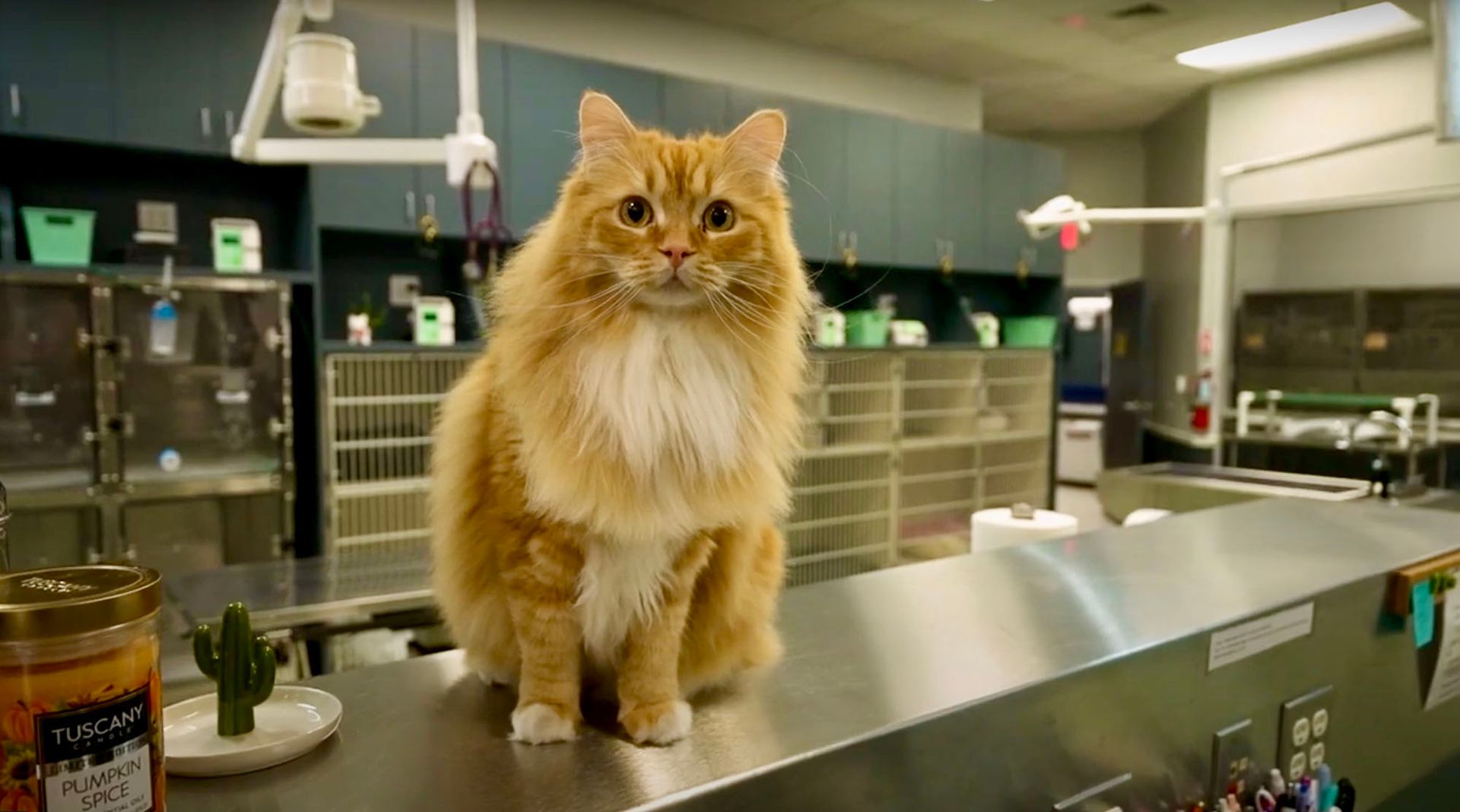 About | NB Animal Urgent Care