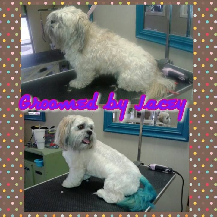 Grooming Gallery | Darling Dog Pet Salon