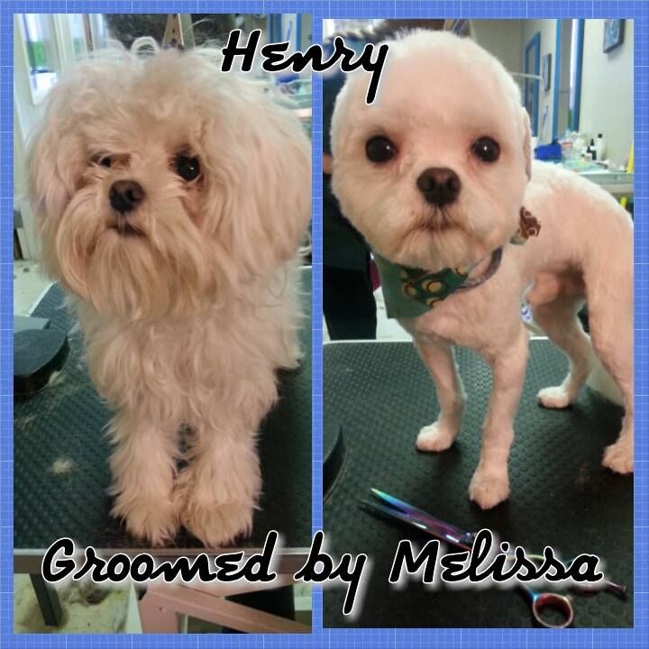 Grooming Gallery | Darling Dog Pet Salon