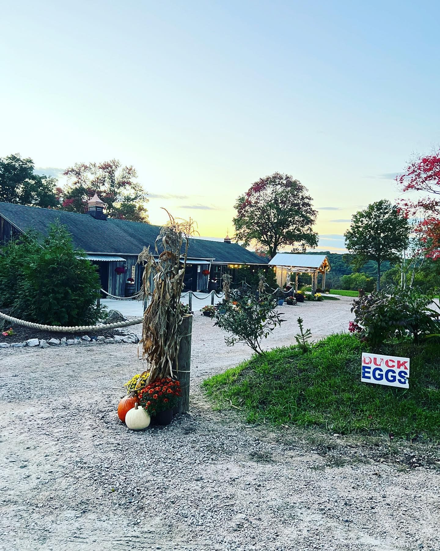 Gallery | Nuzzo's Farm