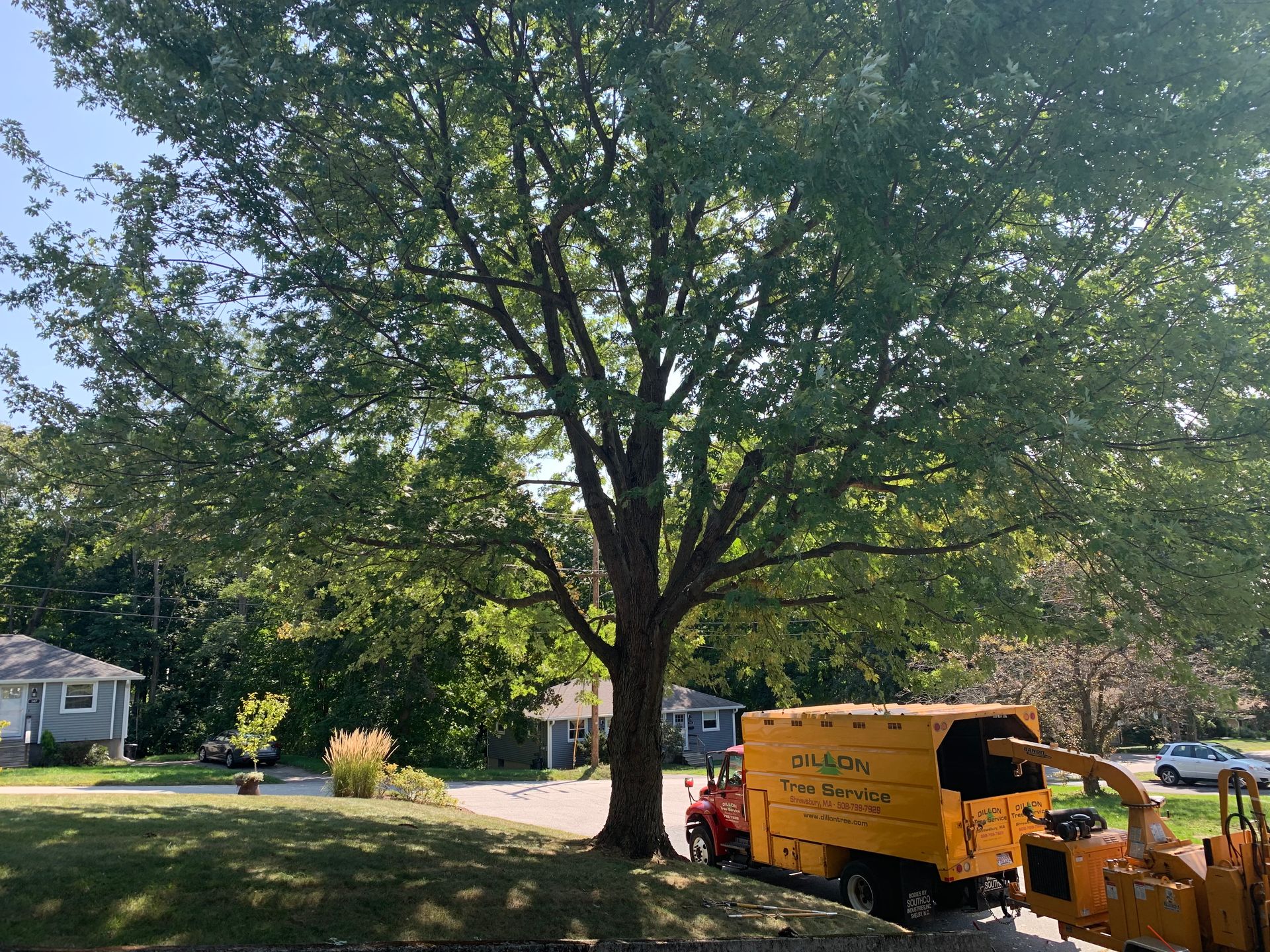 Project Gallery | Dillon Tree Service