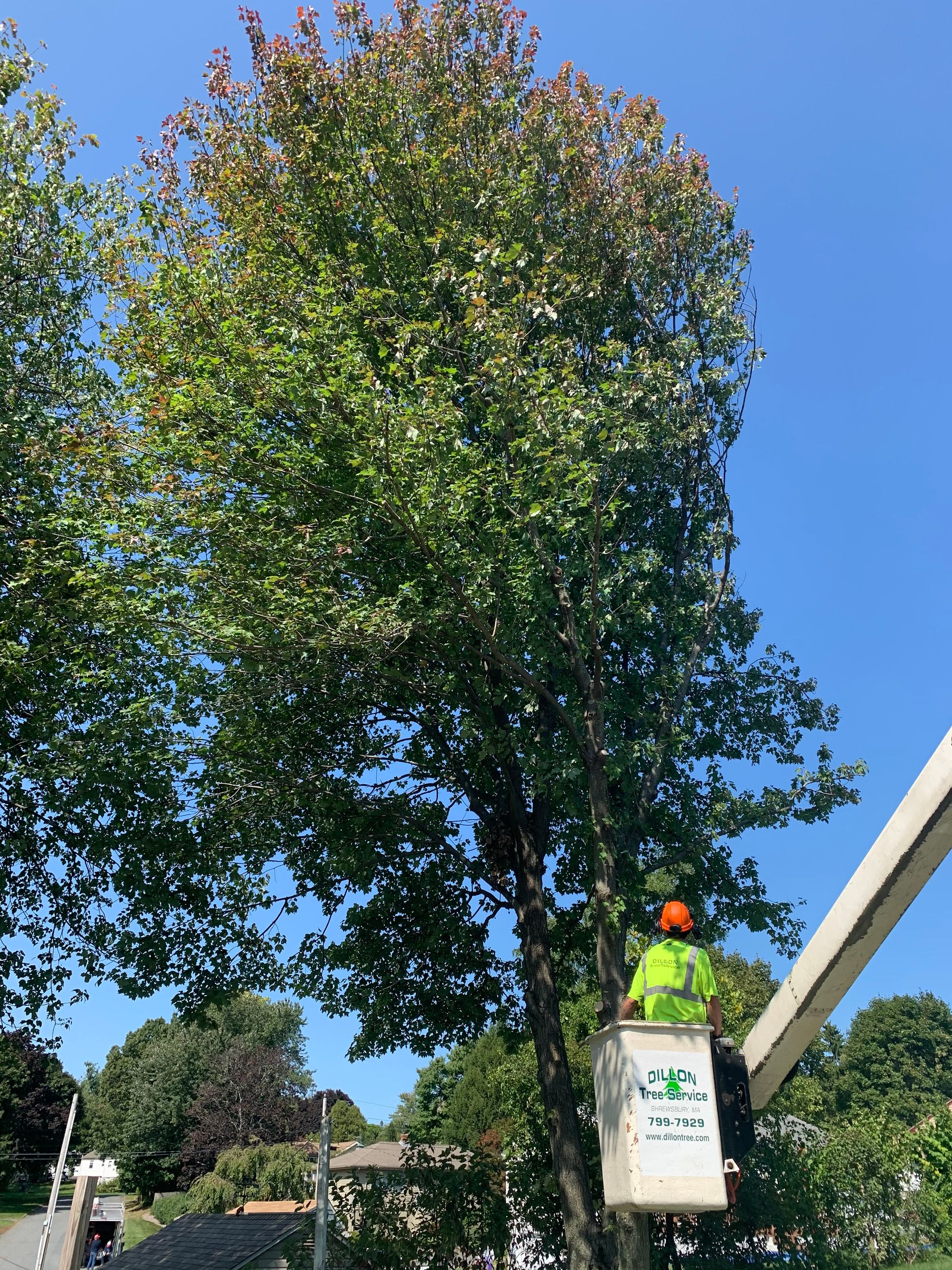 Project Gallery | Dillon Tree Service