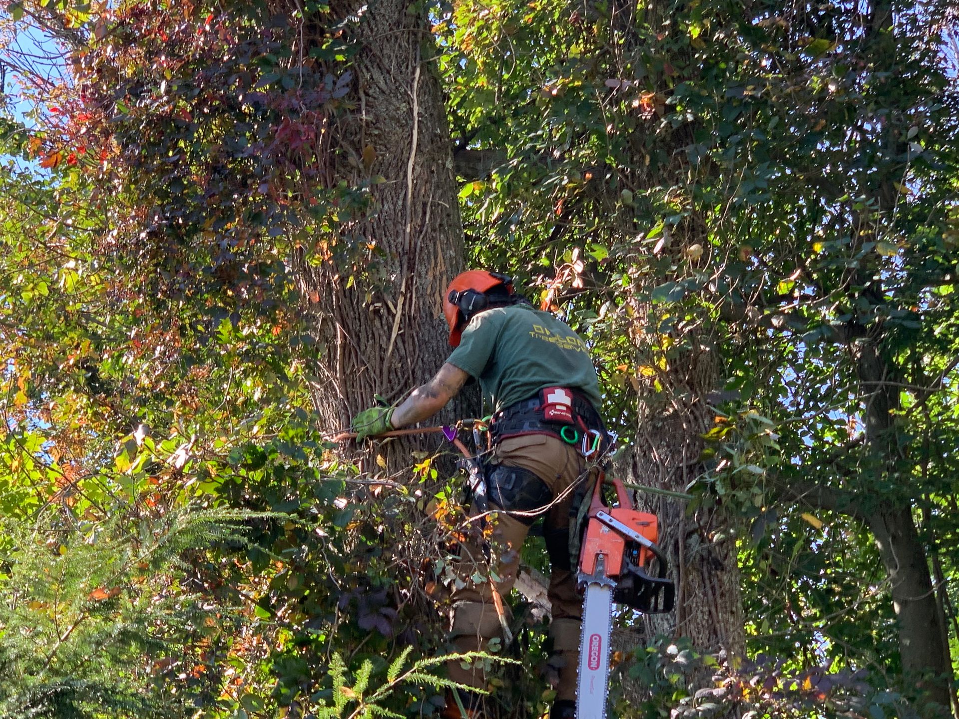 Project Gallery | Dillon Tree Service