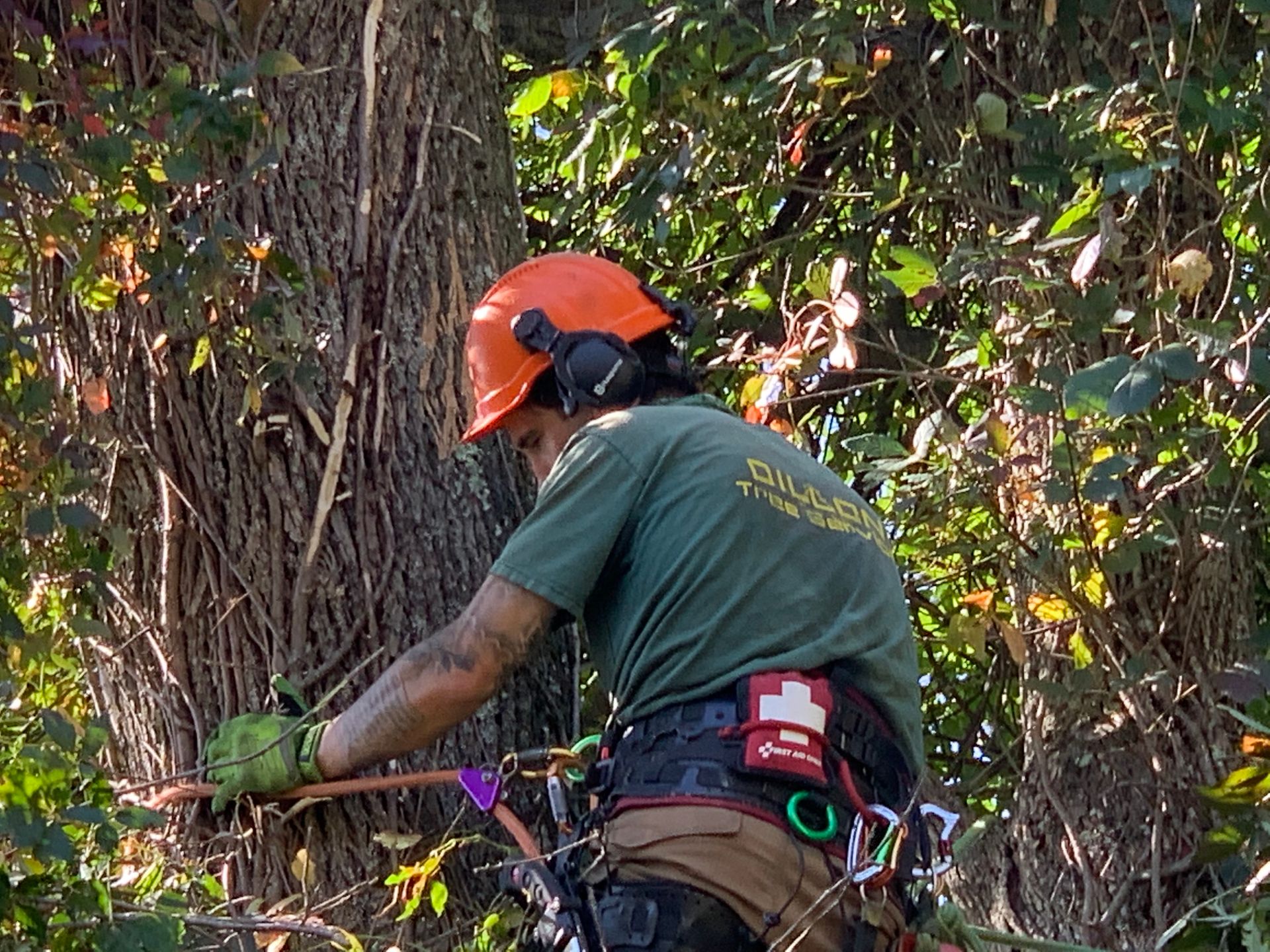 Project Gallery | Dillon Tree Service
