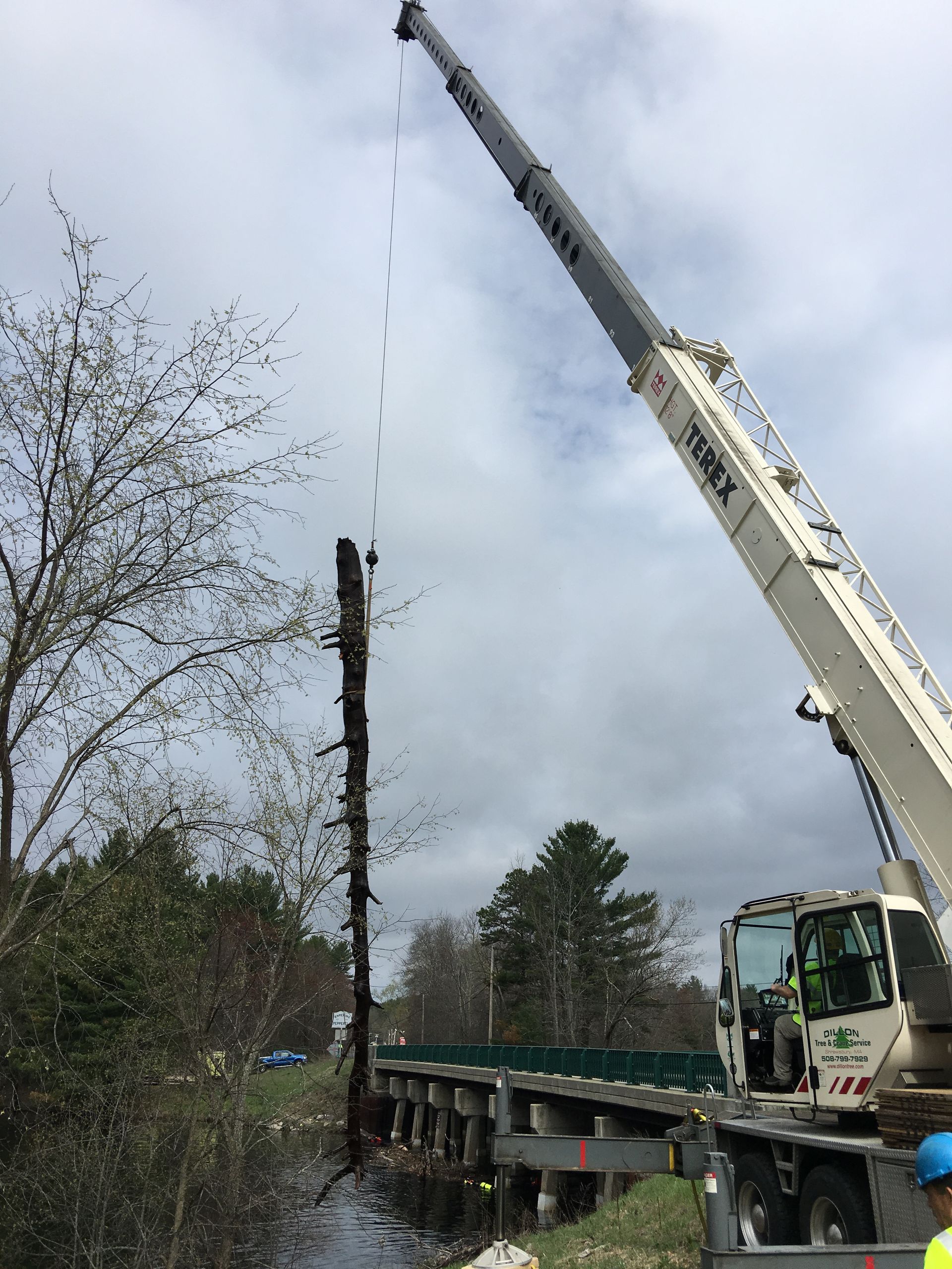 Project Gallery | Dillon Tree Service