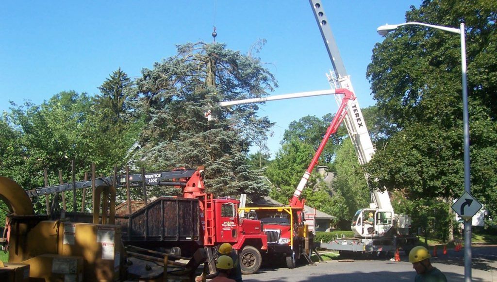 Project Gallery | Dillon Tree Service