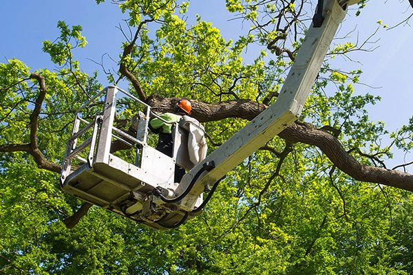 A Cut Above Tree Services Property Maintenance | Clifton, CO