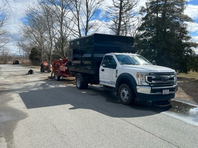 Gallery | Mike & Mike's Tree Service
