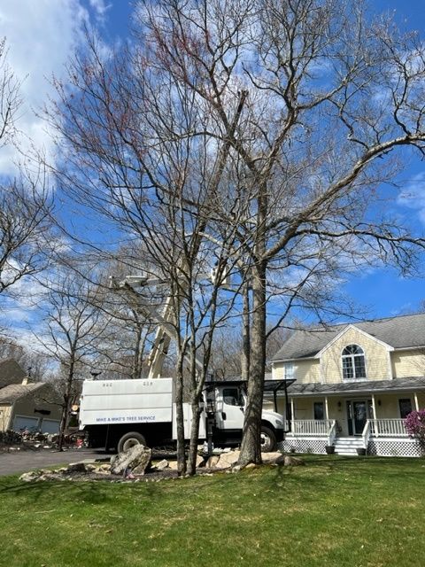 Gallery | Mike & Mike's Tree Service