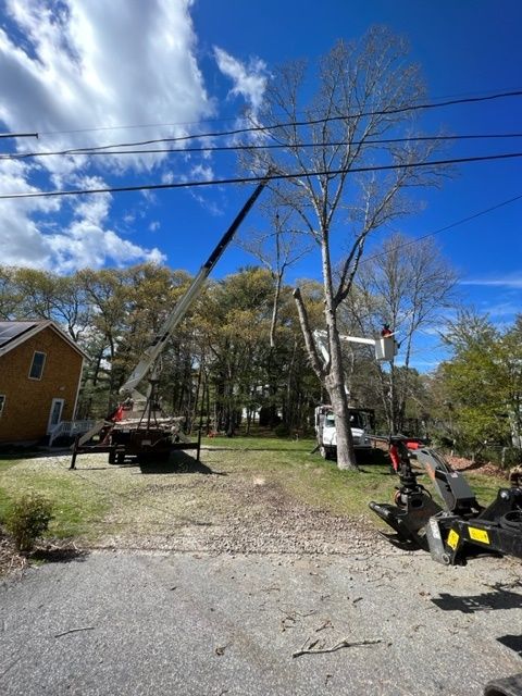 Gallery | Mike & Mike's Tree Service