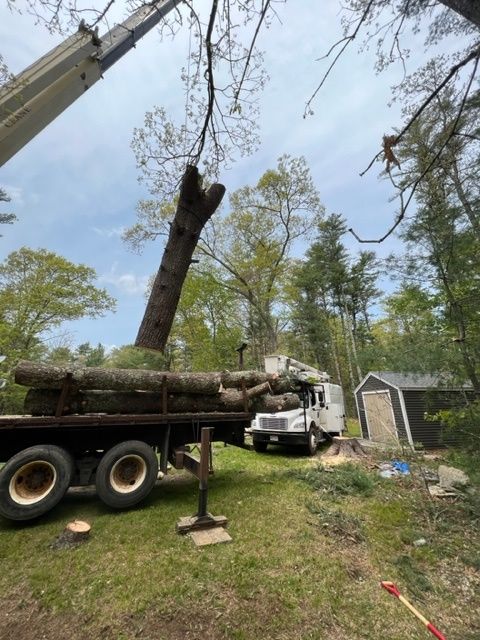 Gallery | Mike & Mike's Tree Service