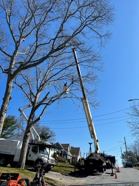 Gallery | Mike & Mike's Tree Service