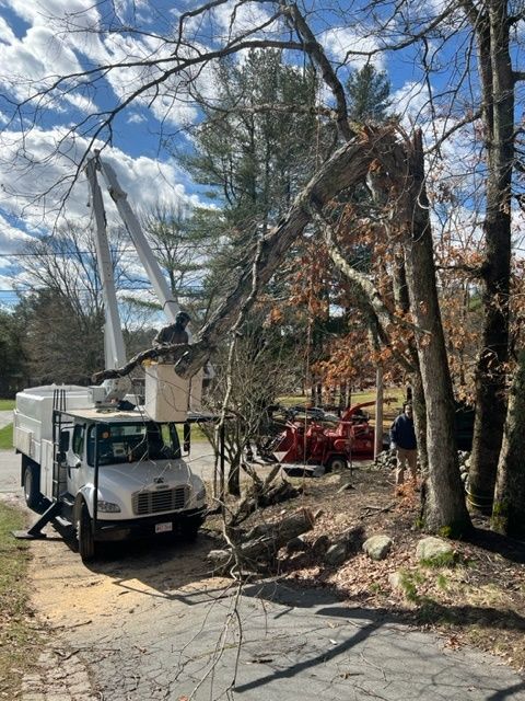 Gallery | Mike & Mike's Tree Service