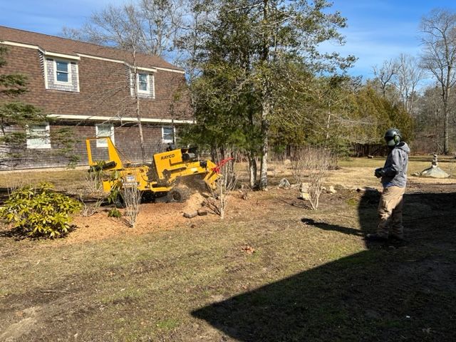 Gallery | Mike & Mike's Tree Service