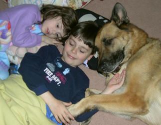 About American Alpha K9 Training | Cohasset, MA