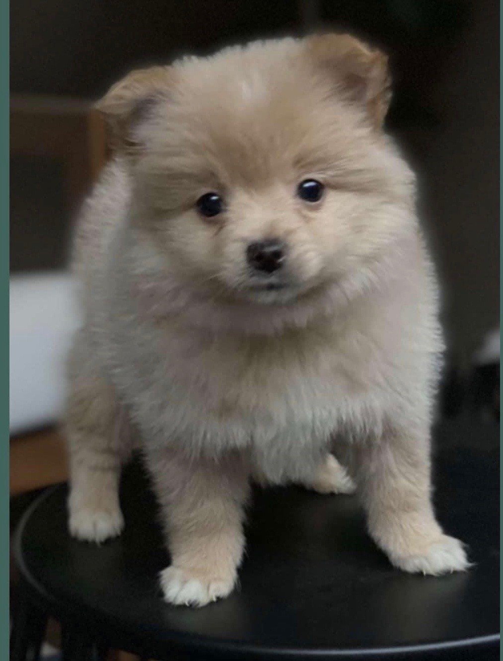 Puppies For Sale | Small Breed Dogs | Round Rock, TX